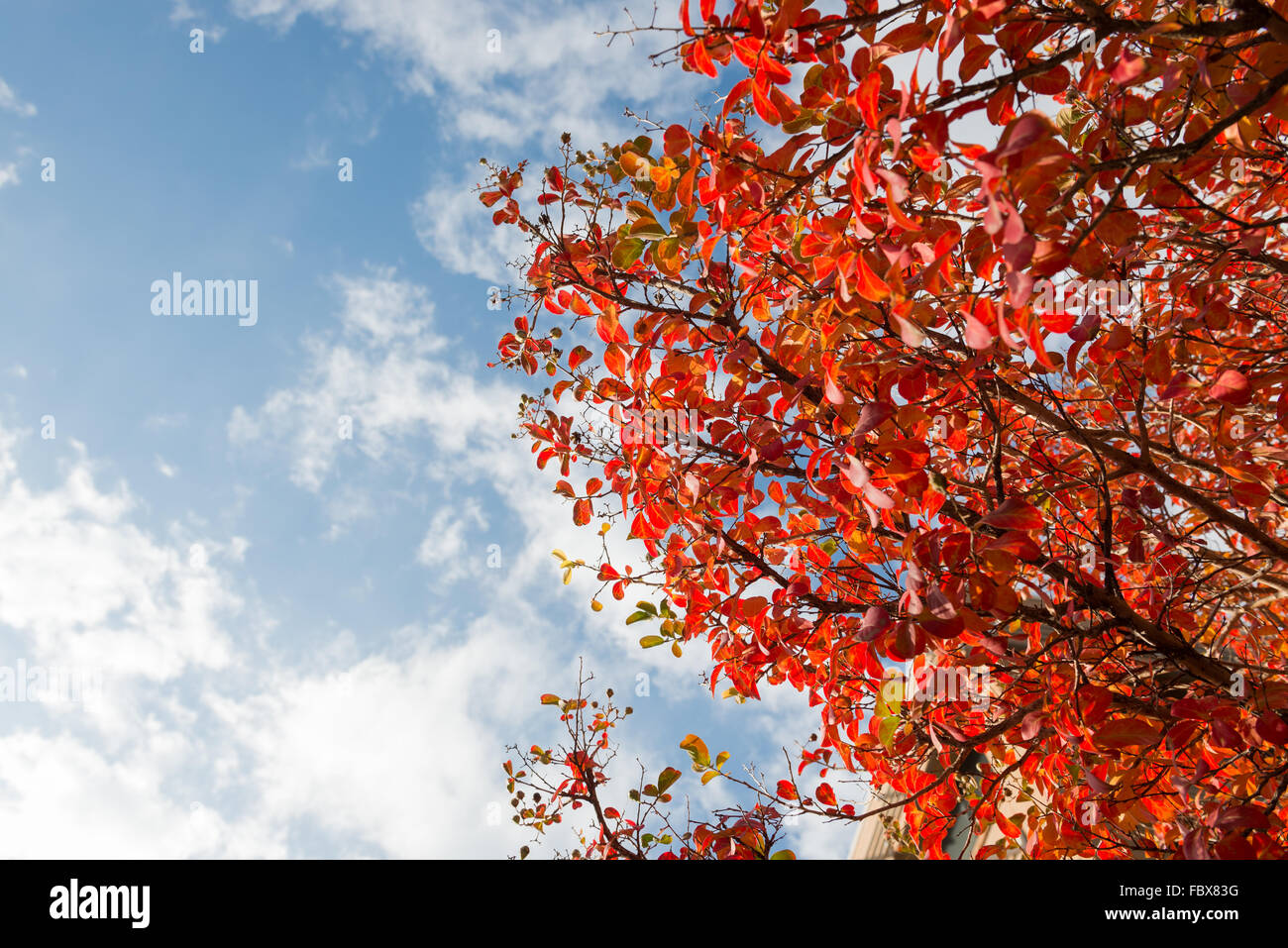 red leaf tree fall season, close up background Stock Photo - Alamy
