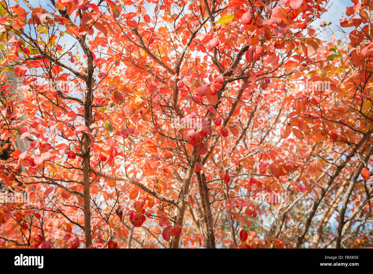 red leaf tree fall season, close up background Stock Photo - Alamy