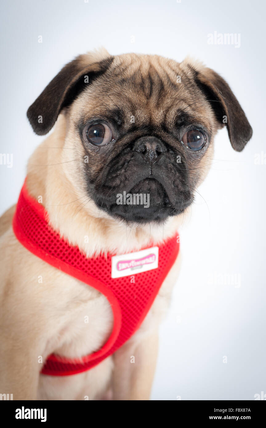 pug dog in a red harness Stock Photo - Alamy