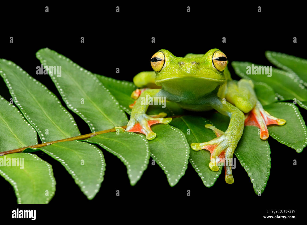 Rana neotropical hi-res stock photography and images - Alamy