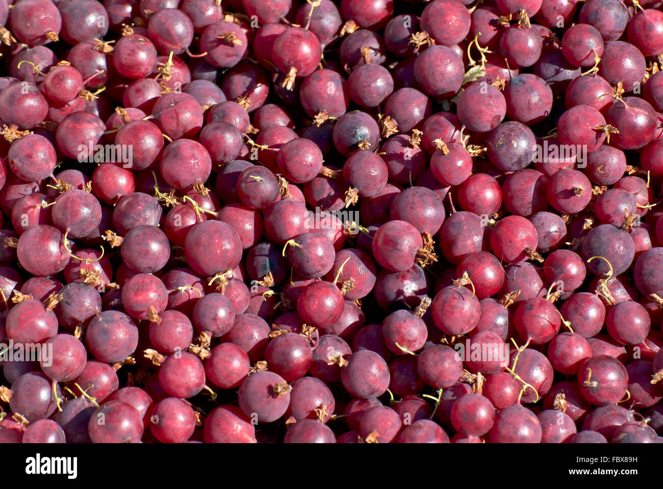 Gooseberries red hi-res stock photography and images - Alamy