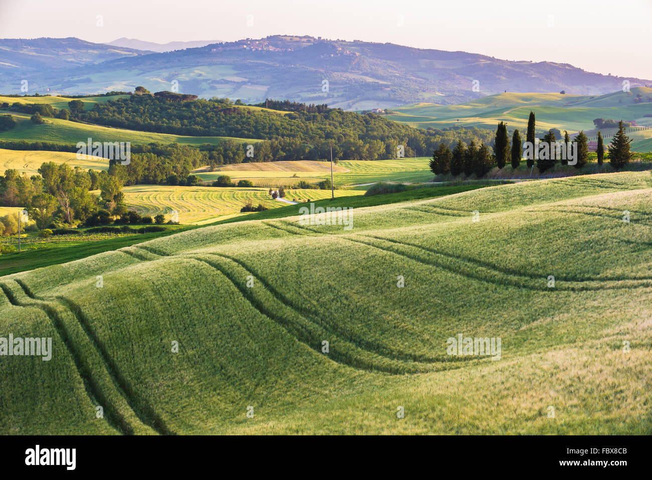 Quiet summer field in Tuscany Stock Photo - Alamy