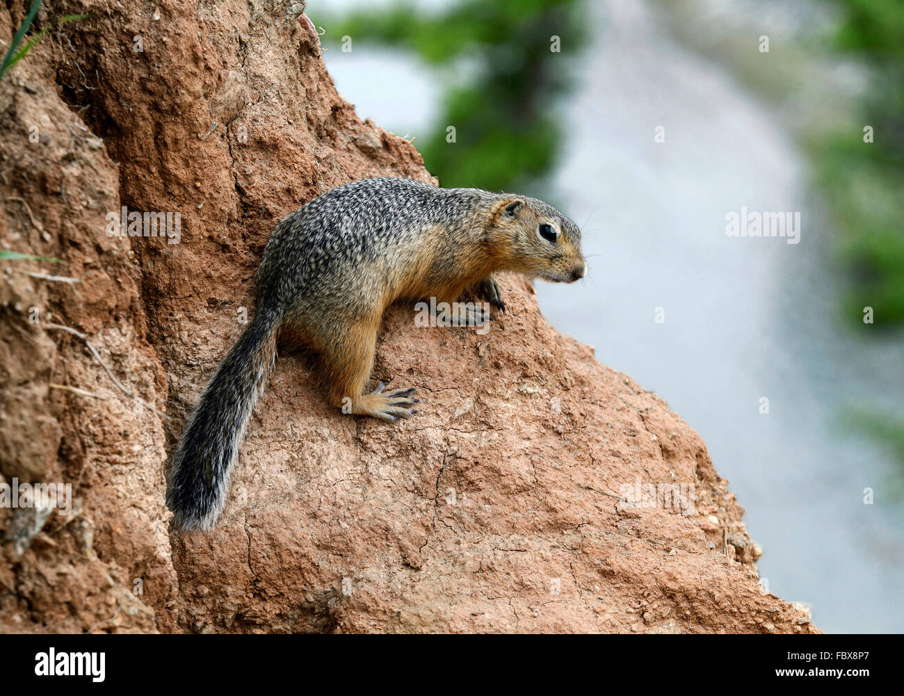Daurian ground squirrel, (Spermophilus dauricus), Orkhon Valley ...
