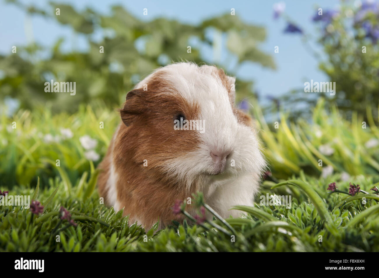 Swiss teddy guinea pig hi-res stock photography and images - Alamy