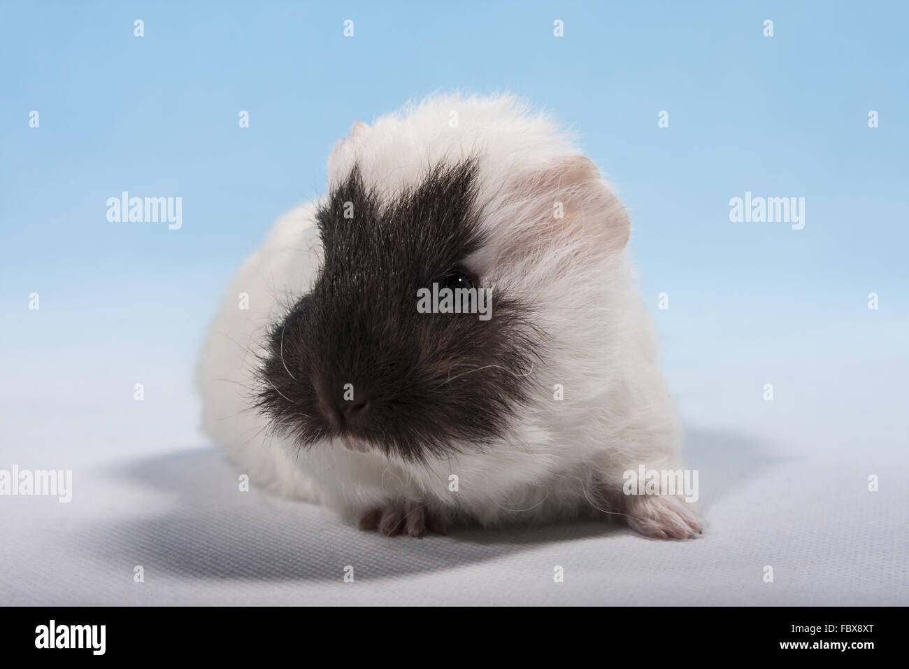 Black guinea pig hi-res stock photography and images - Alamy