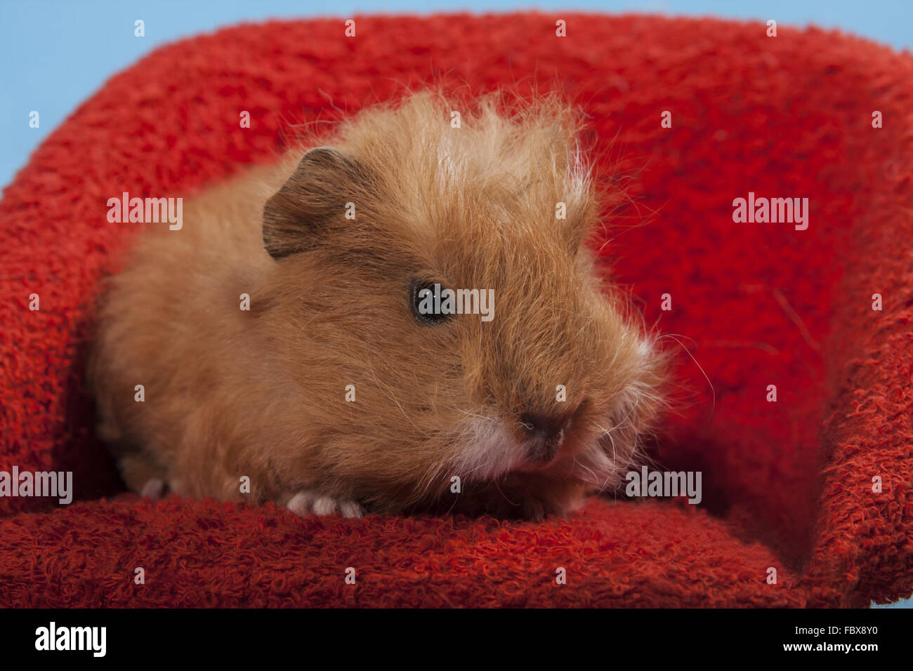 Sitting pig hi-res stock photography and images - Alamy