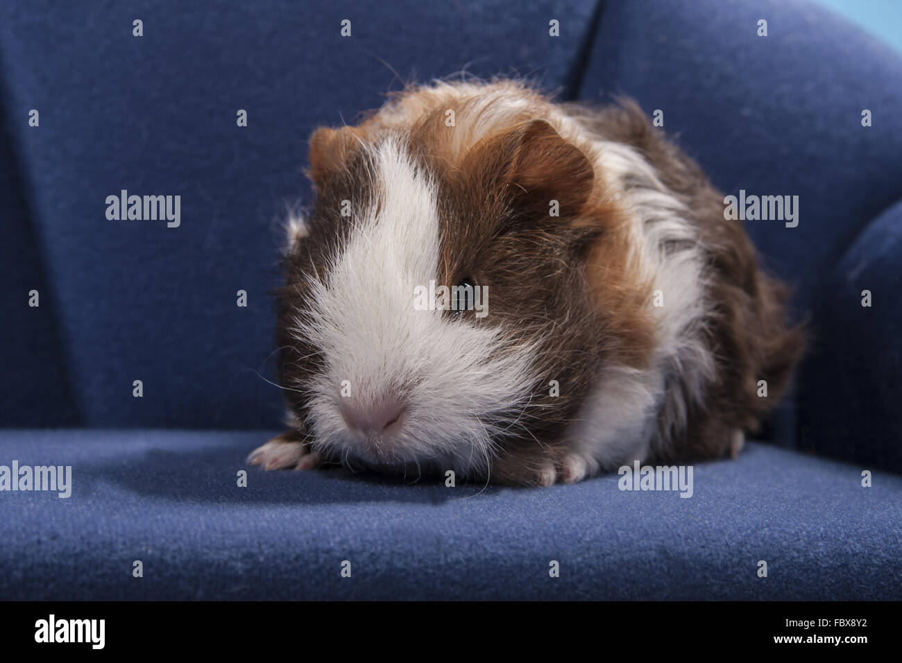 guinea pig sitting in a blue chair Stock Photo - Alamy