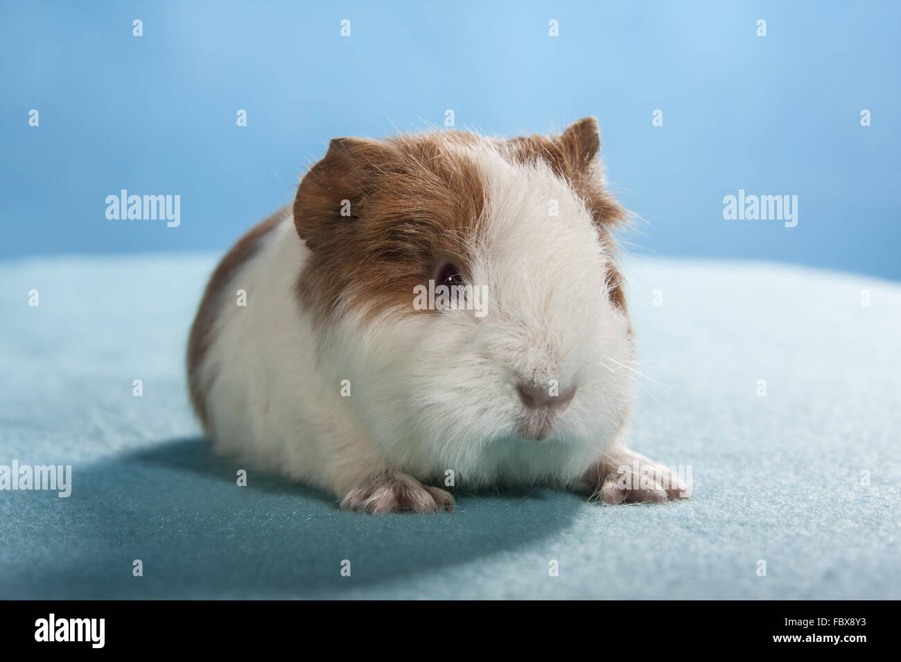 guinea pig with red eyes Studio Stock Photo - Alamy