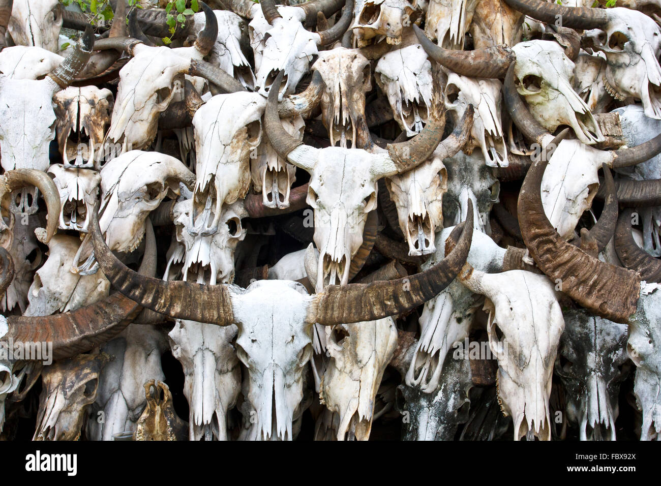 Buffalo skull 5 Stock Photo - Alamy