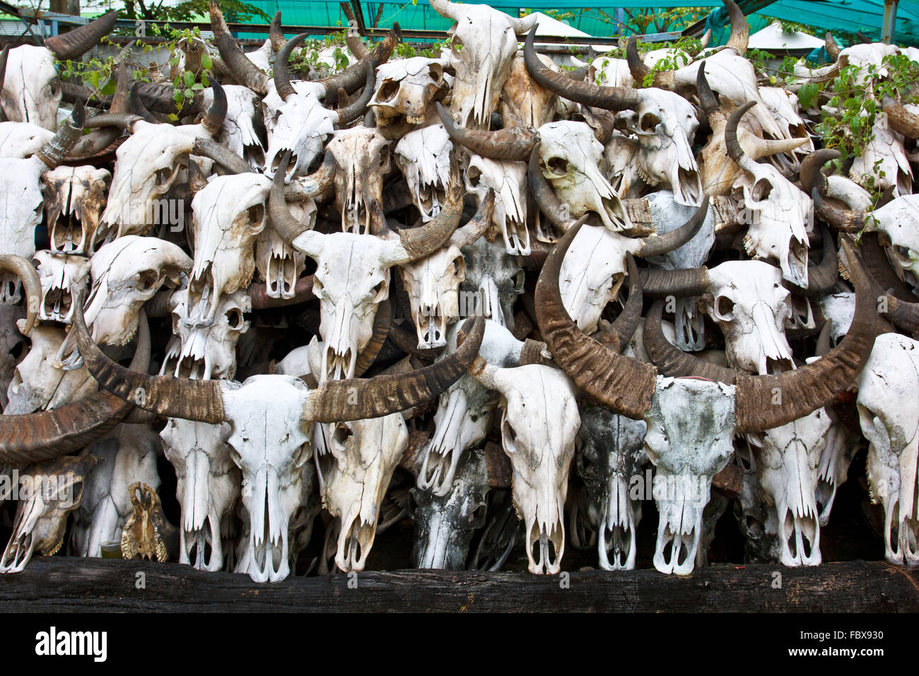 Buffalo skull 4 Stock Photo - Alamy