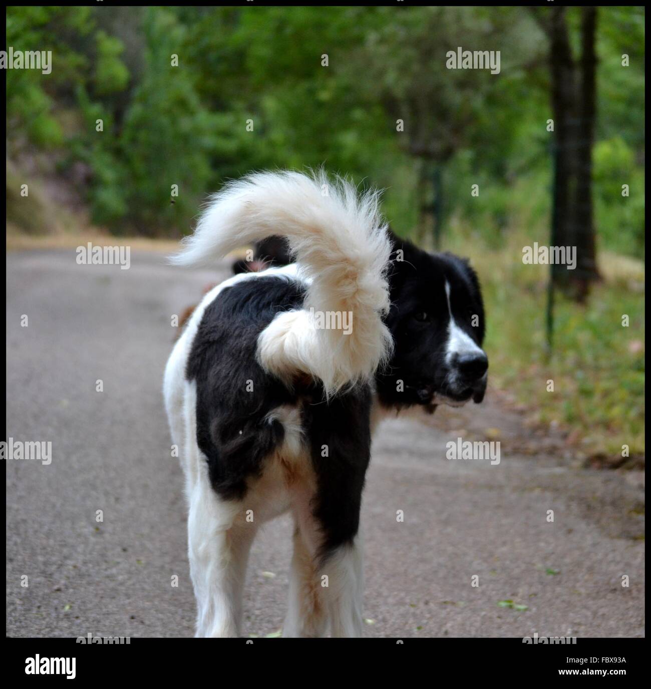 landseer, landseer dog, newfoundland, puppy, water work, waterwork, dog ...