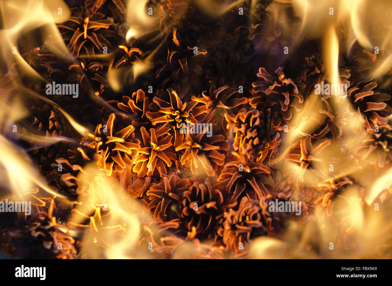 Burning pine cones hi-res stock photography and images - Alamy