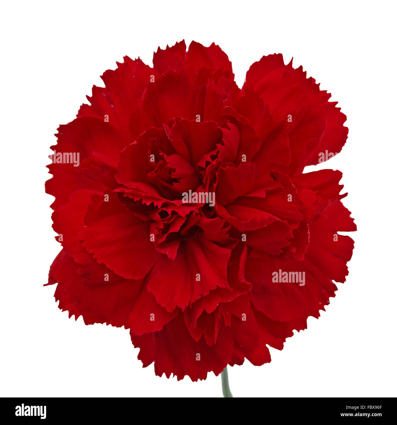 blossom of a red carnation Stock Photo - Alamy