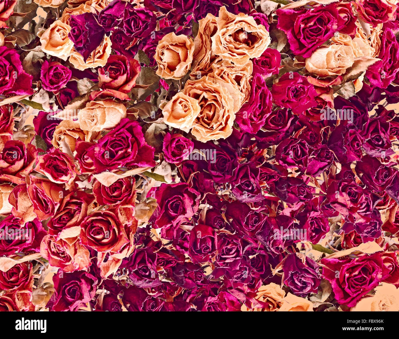 Roses strauss hi-res stock photography and images - Alamy