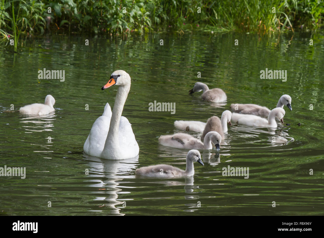 Swan with chicks 7 Stock Photo - Alamy