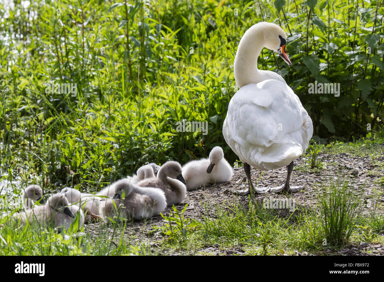 5 chicks hi-res stock photography and images - Alamy