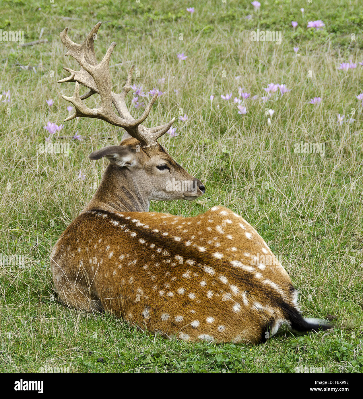 fallow deer with summer coat Stock Photo - Alamy