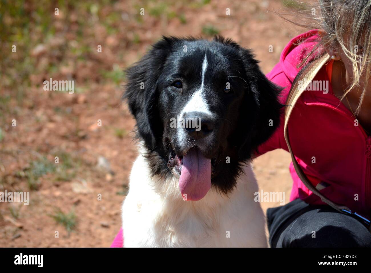 landseer, landseer dog, newfoundland, puppy, water work, waterwork, dog ...