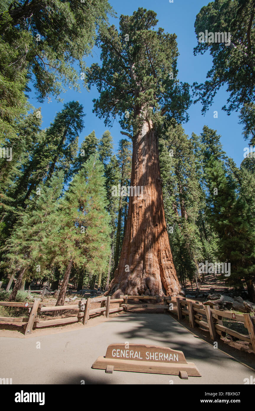 General sherman redwood tree hi-res stock photography and images - Alamy