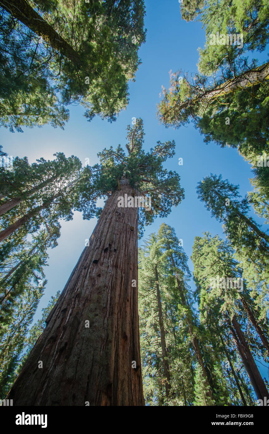 Sequoia blue sky Stock Photo - Alamy