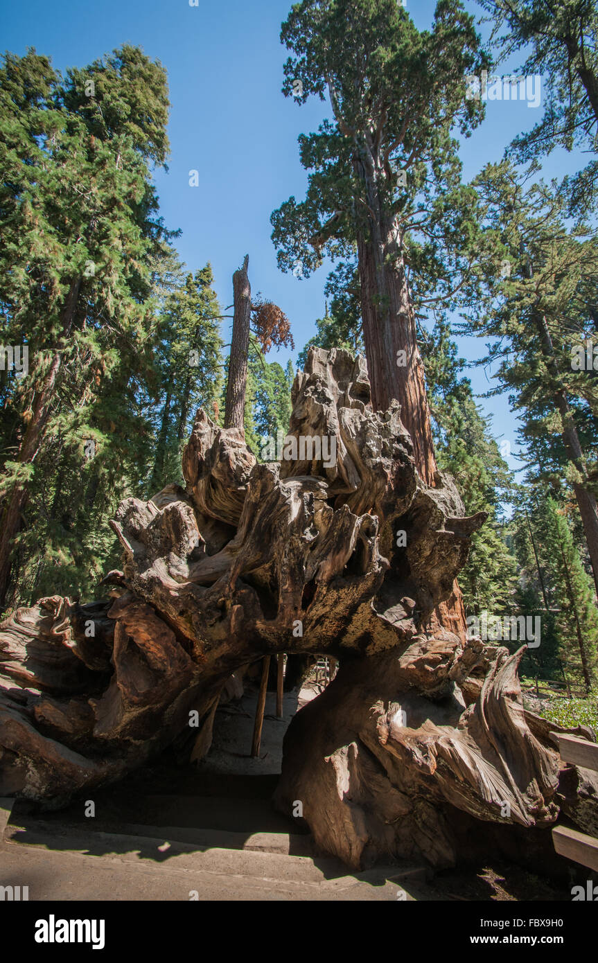 Yosemite national park root hi-res stock photography and images - Alamy
