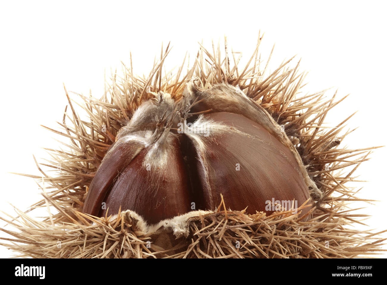 Spiny shell hi-res stock photography and images - Alamy