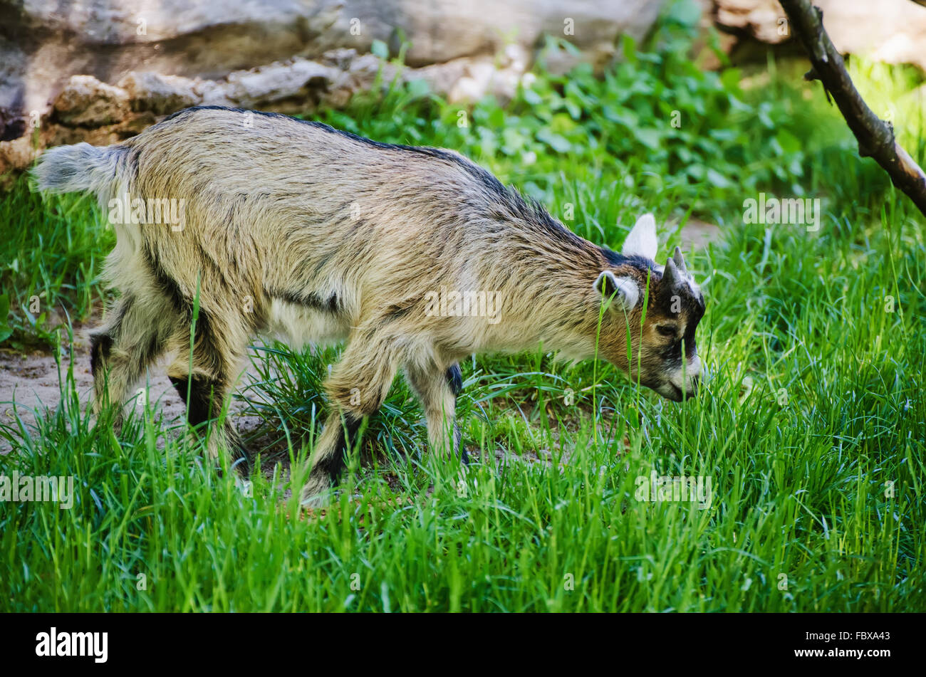 Farm north goat Stock Photo - Alamy