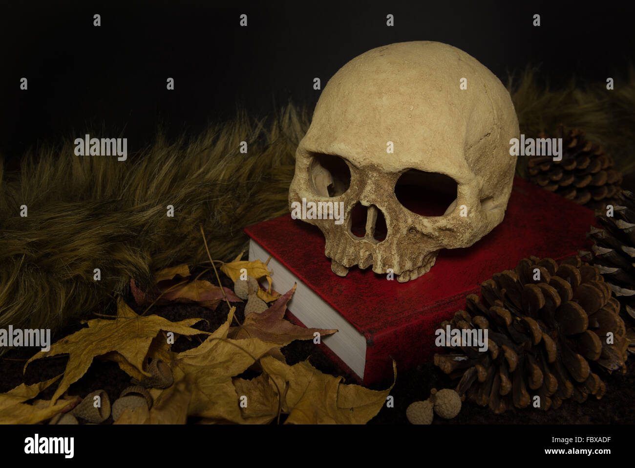 Toy human skull hi-res stock photography and images - Alamy
