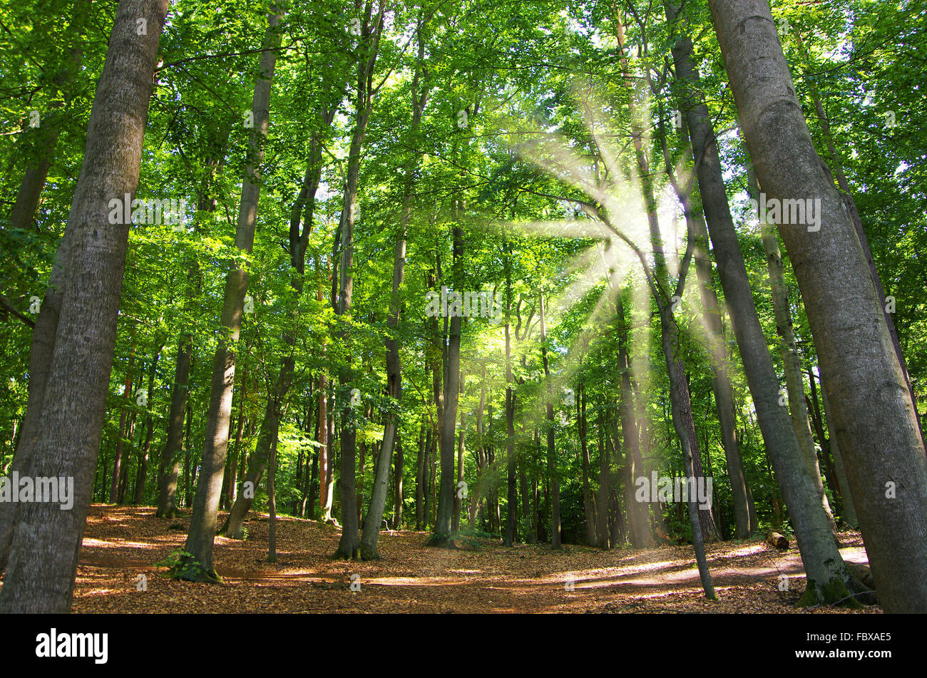 Beech wood hi-res stock photography and images - Alamy