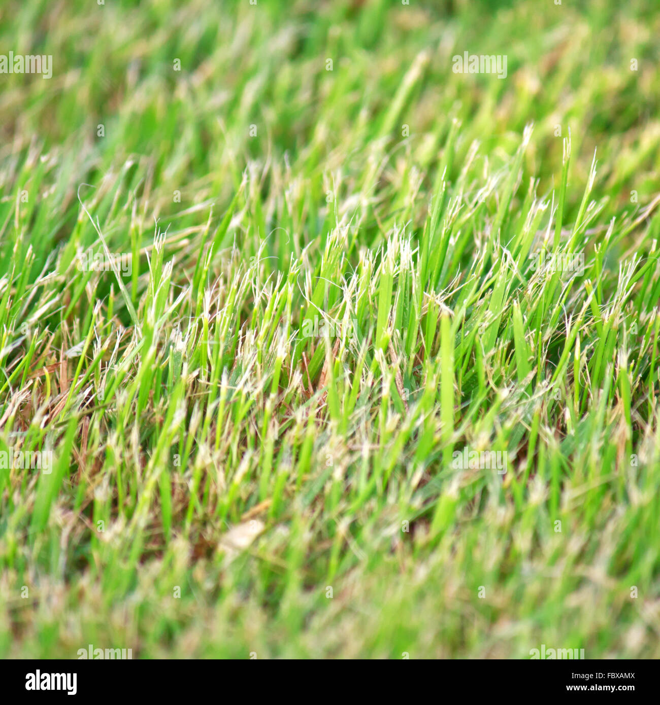 Grass close up Stock Photo - Alamy