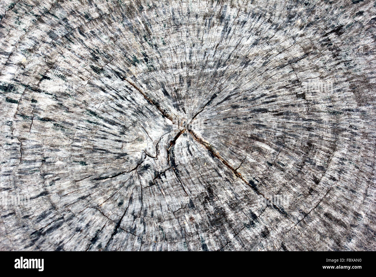 Stump pattern texture hi-res stock photography and images - Alamy