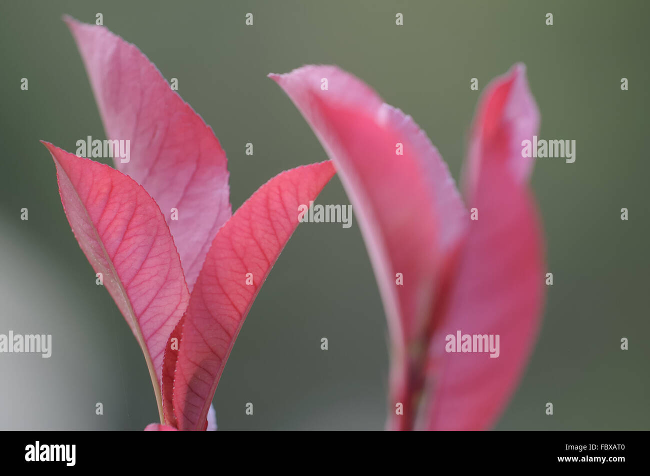 Red robin leaves hi-res stock photography and images - Alamy
