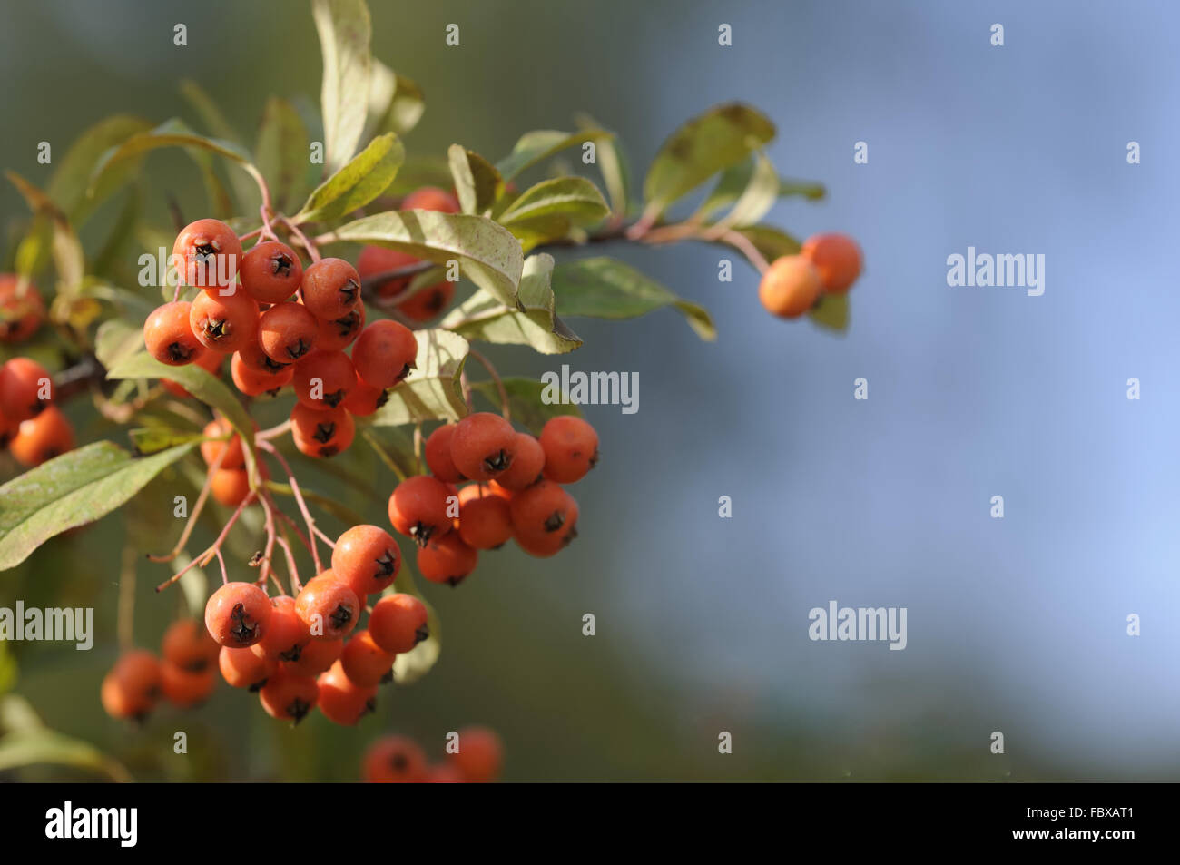 Firethorn bushes hi-res stock photography and images - Alamy