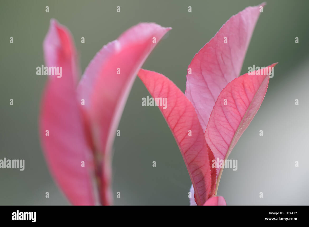 Photinia red robin tree hi-res stock photography and images - Alamy