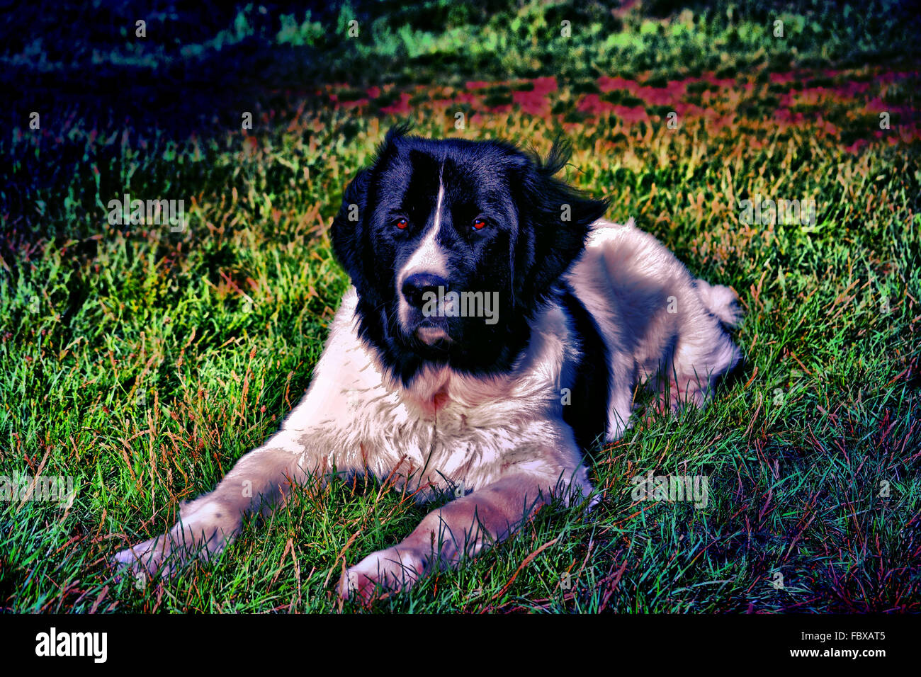 landseer, landseer dog, newfoundland, puppy, water work, waterwork, dog ...