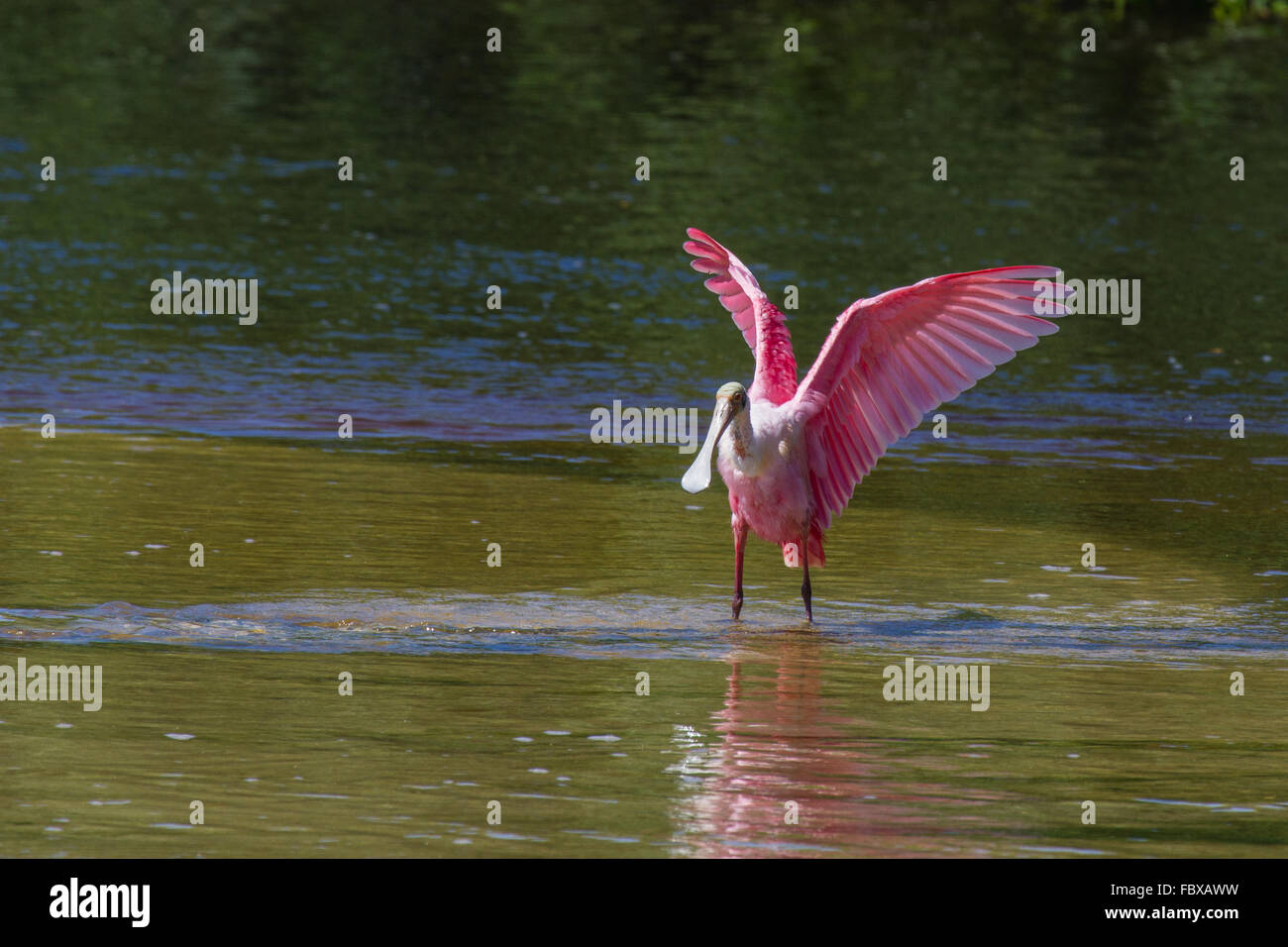 Spoonbill photo hi-res stock photography and images - Alamy