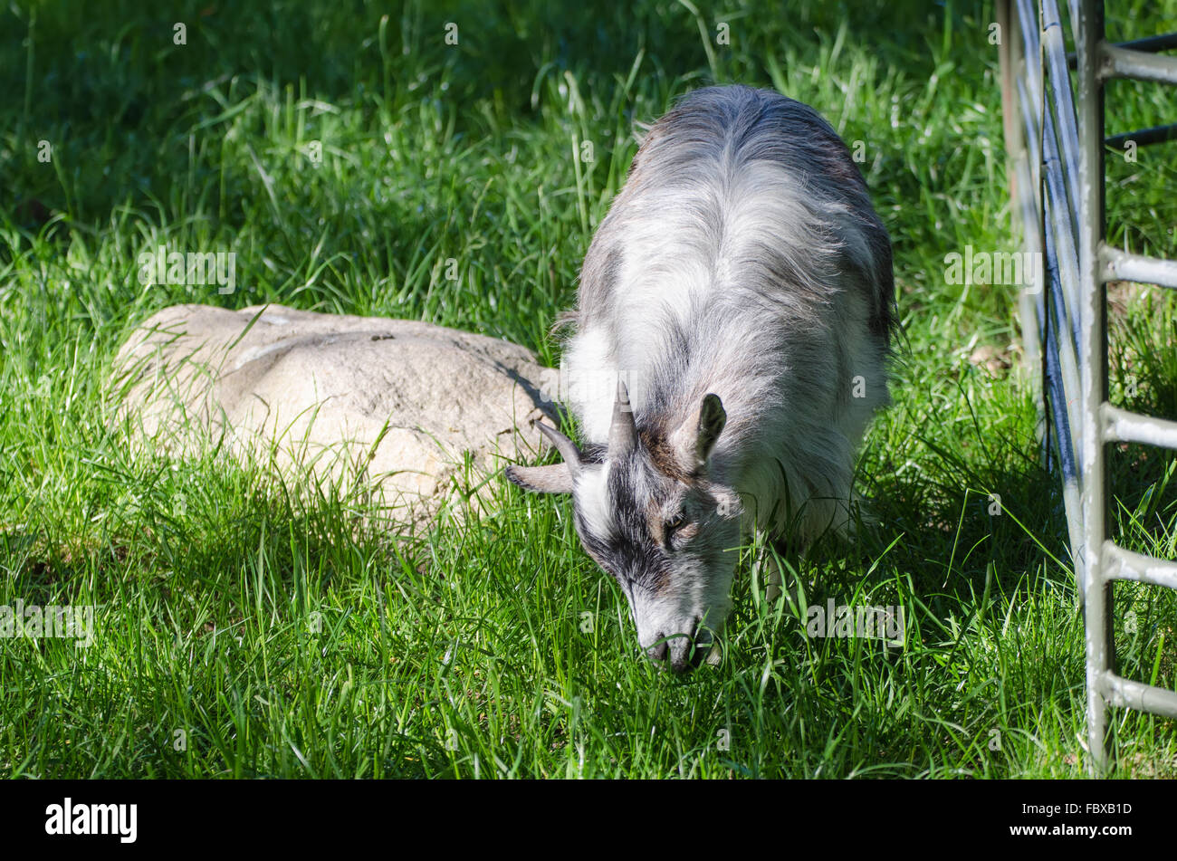 Farm north goat Stock Photo - Alamy