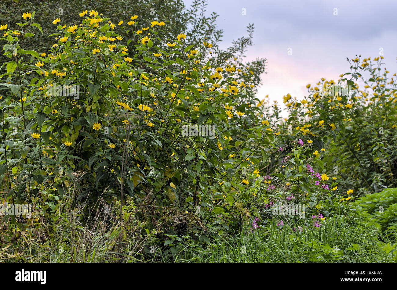Invasive blumen hi-res stock photography and images - Alamy