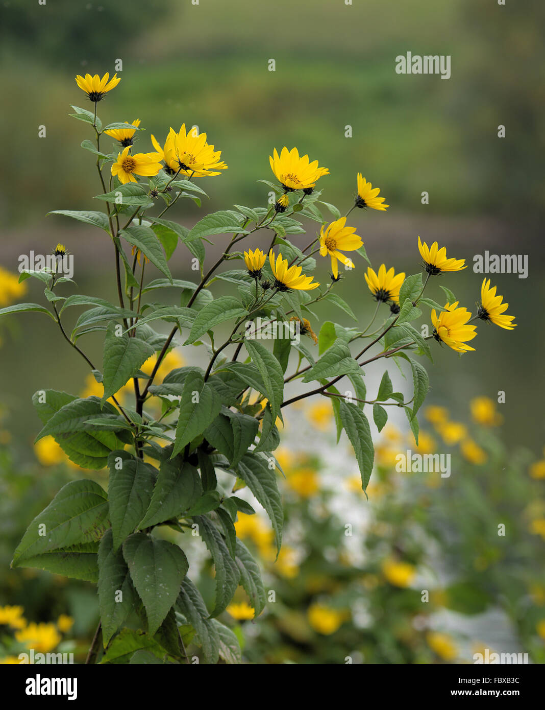 Invasive blumen hi-res stock photography and images - Alamy