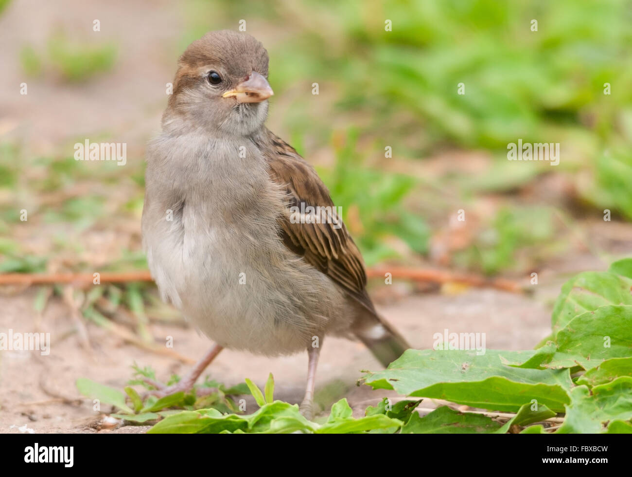 Sparrow feather detail hi-res stock photography and images - Alamy