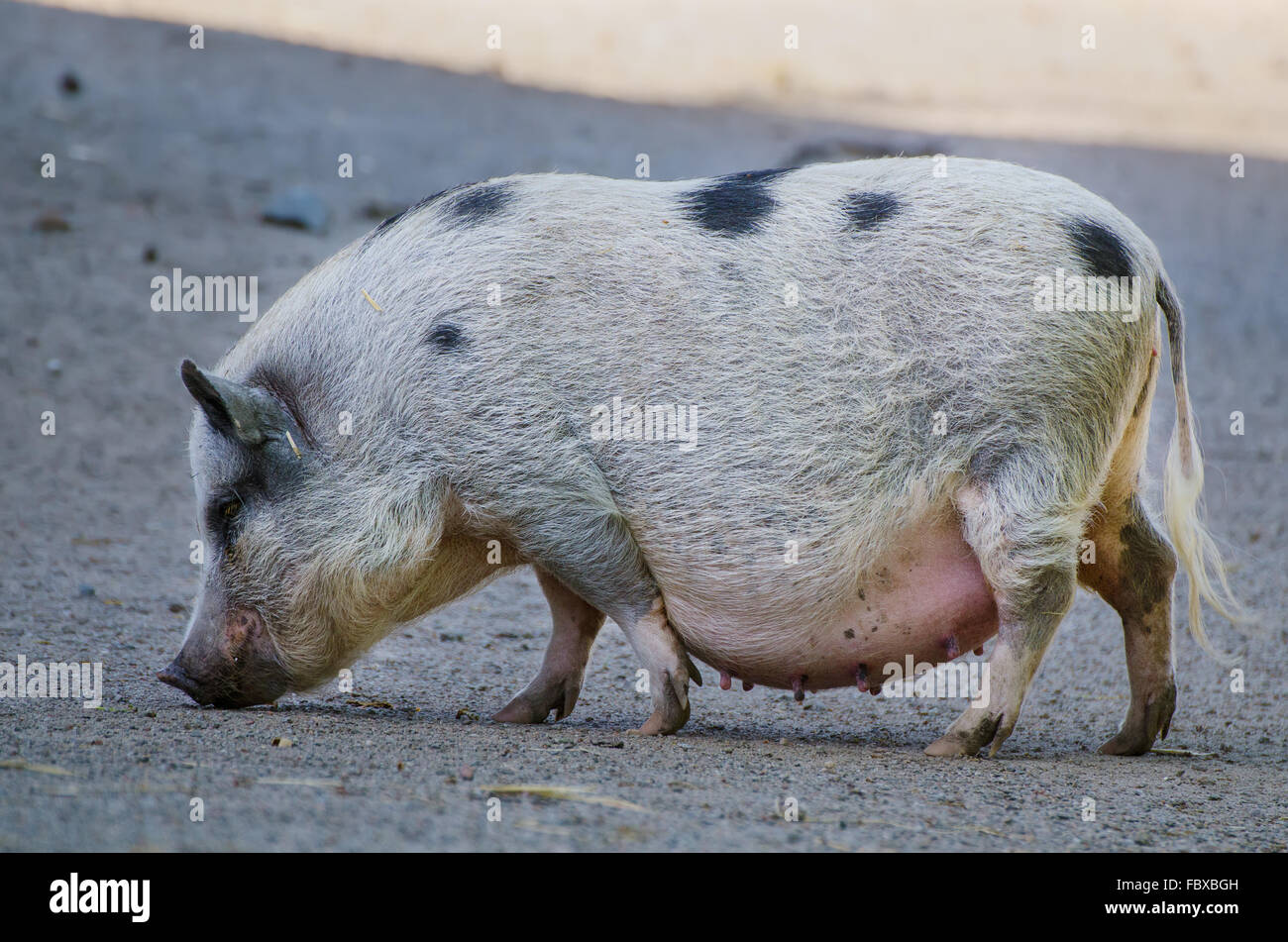 Big farm pig Stock Photo - Alamy
