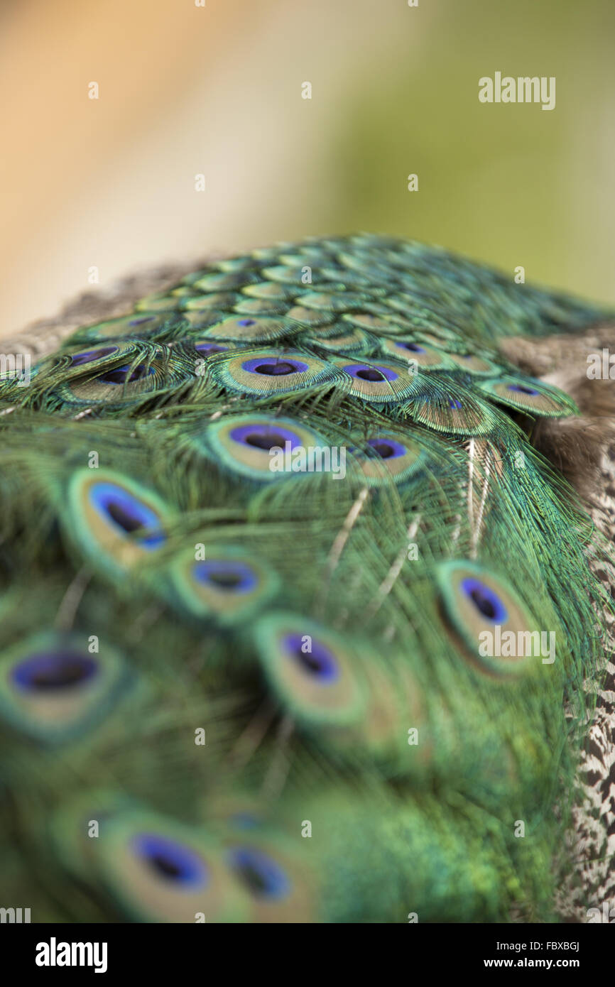 Blaue pfau hi-res stock photography and images - Alamy
