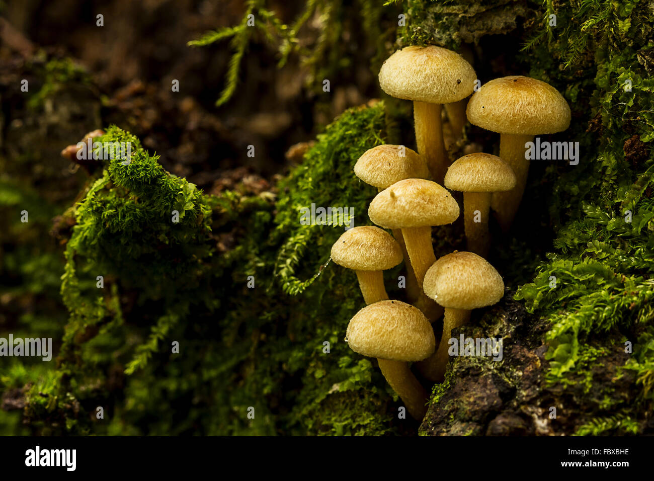 Mushrooms forest hi-res stock photography and images - Alamy