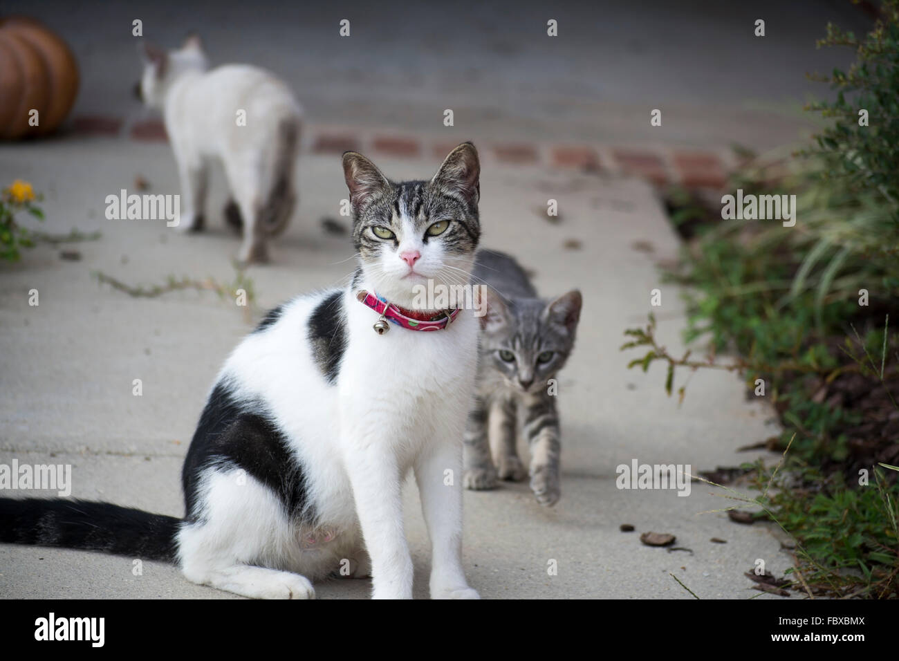 Cat watching over her kittens hi-res stock photography and images - Alamy
