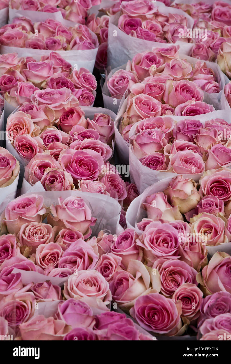 Pink roses on display in Columbia Road flower market, London Stock ...