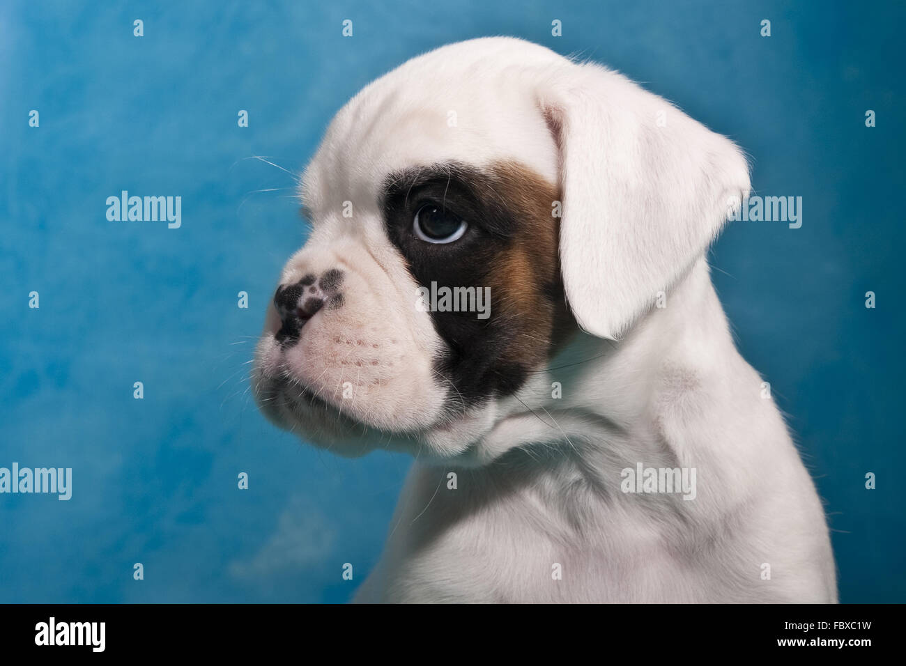 Boxer dog puppy portrait Stock Photo - Alamy