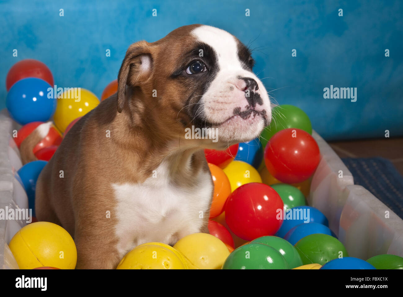 Boxer dog puppy in ball pond Stock Photo - Alamy