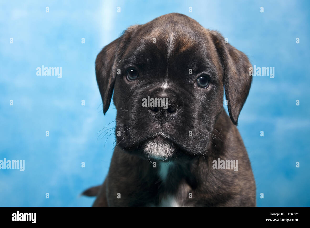 Boxer dog puppy portrait Stock Photo - Alamy