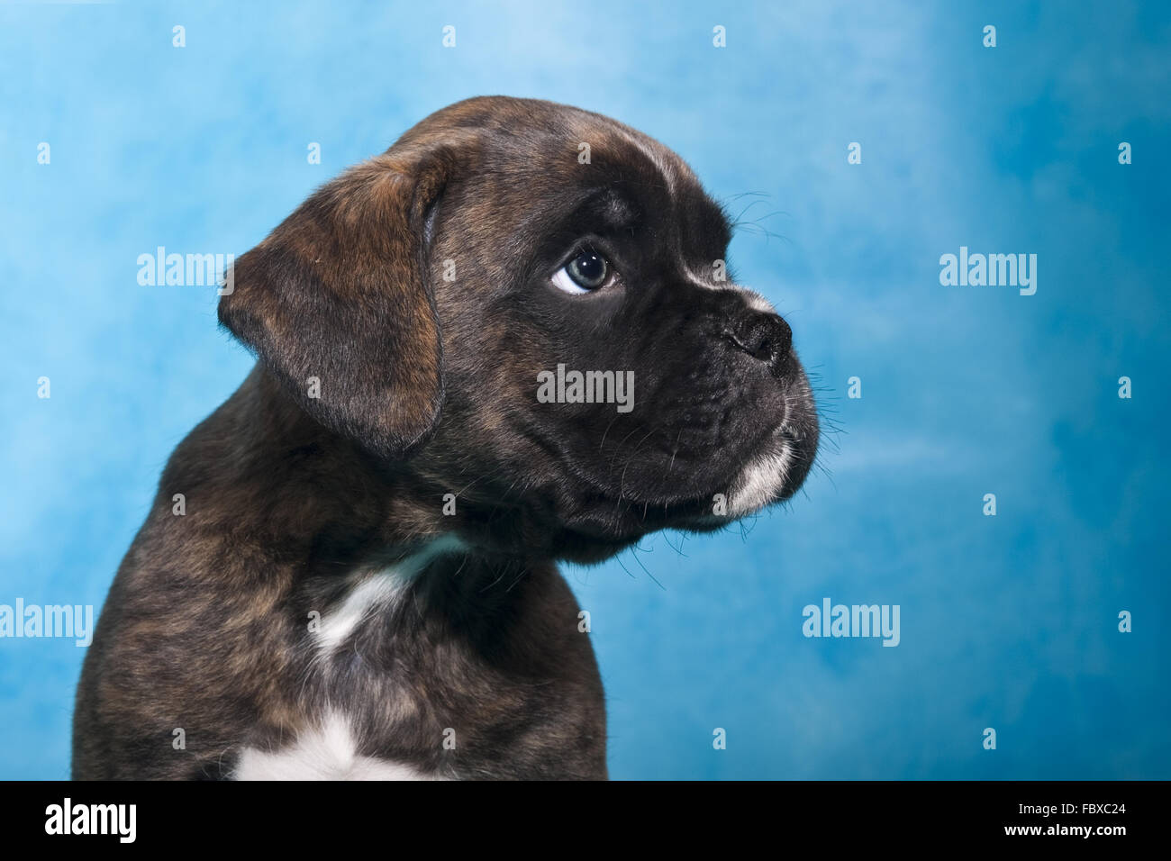 Seitenportrait hi-res stock photography and images - Alamy