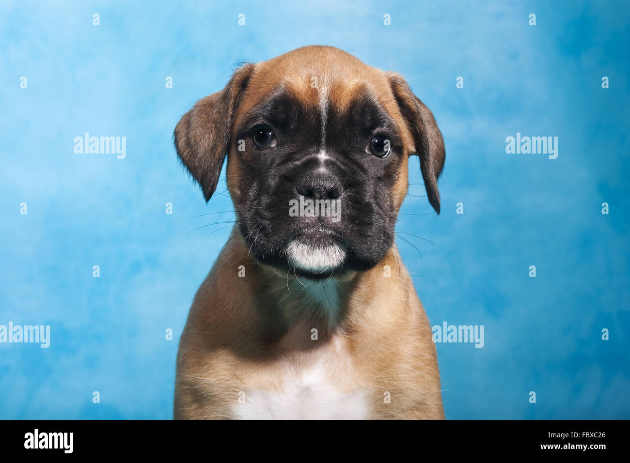 Boxer dog puppy portrait Stock Photo - Alamy